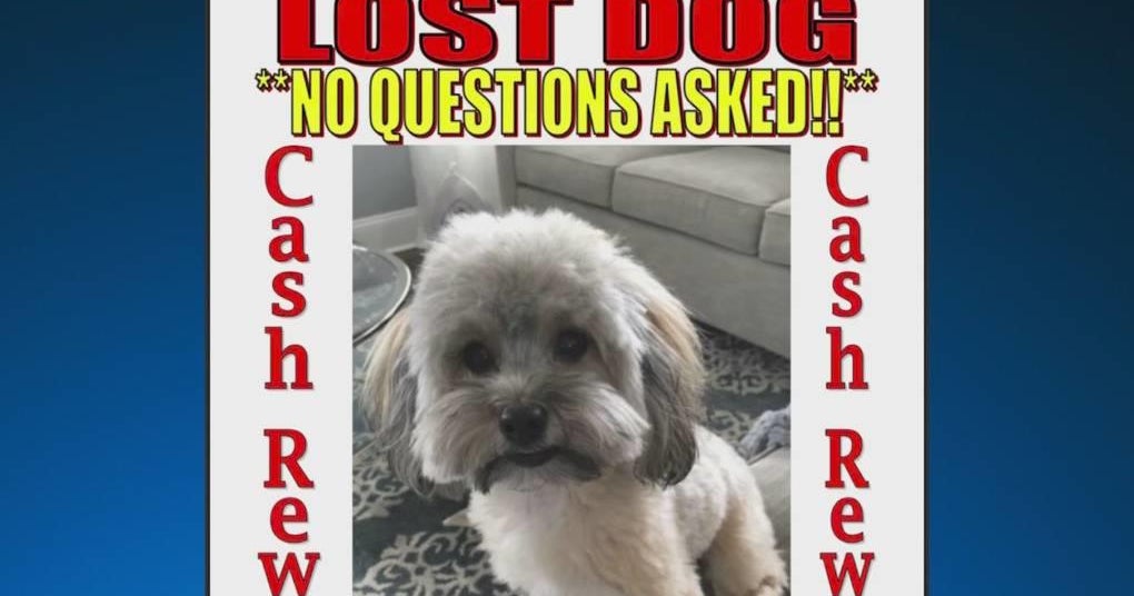 Scammers target Long Island families asking for help finding lost pets ...