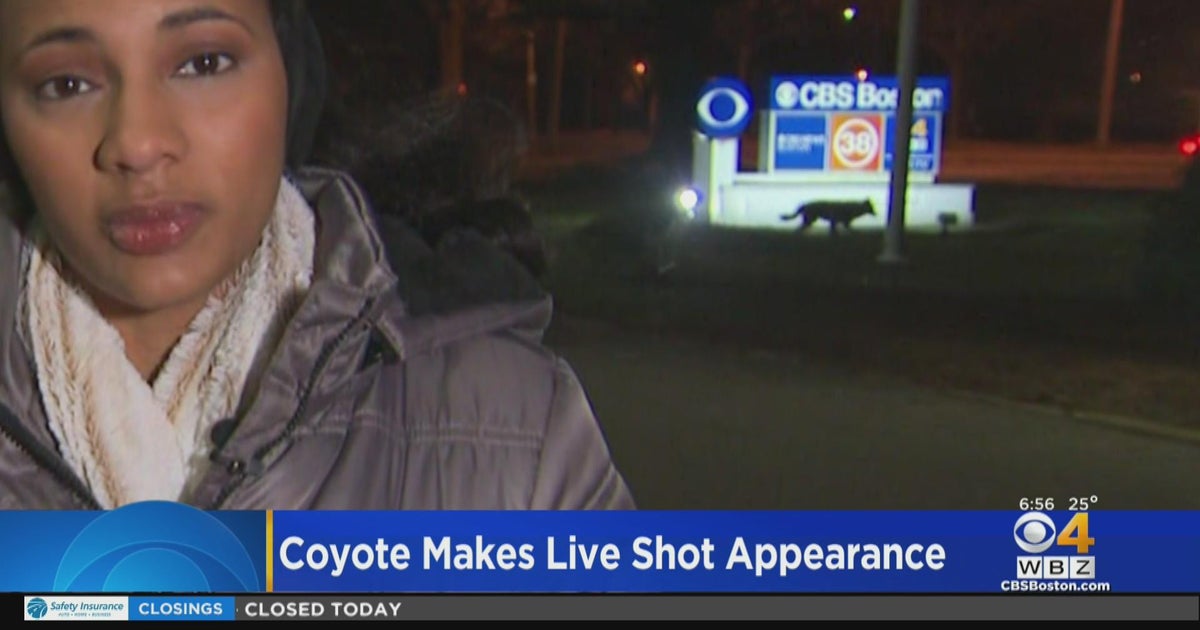 Coyote wanders into live report on WBZ-TV - CBS Boston