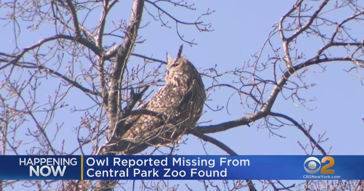 Owl missing from Central Park Zoo spotted in park - CBS New York