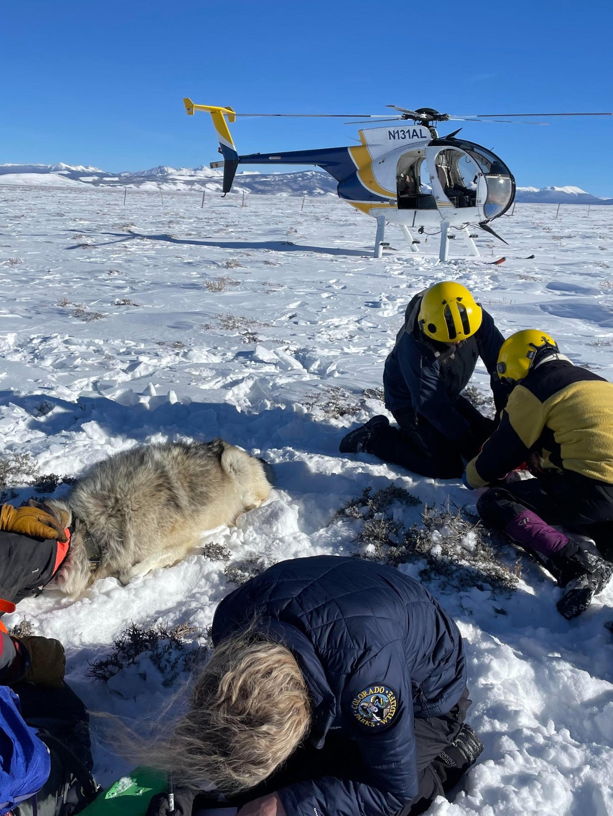 2 gray wolves collared to better understand behaviors for wolf ...
