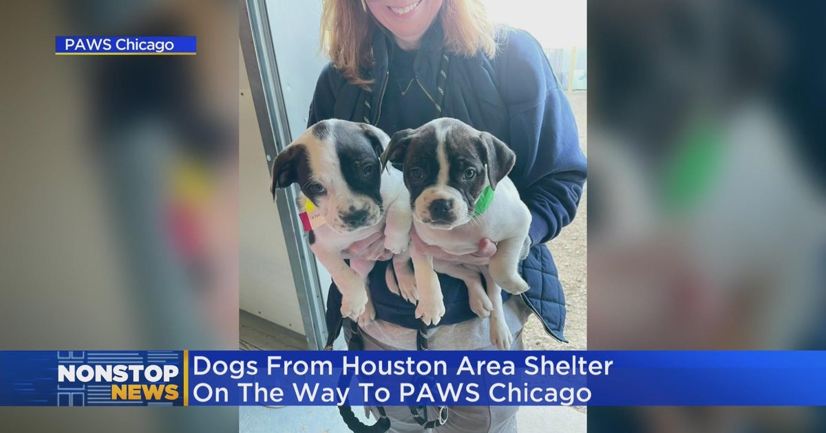 Dogs from Houston area shelter on the way to PAWS Chicago - CBS Chicago