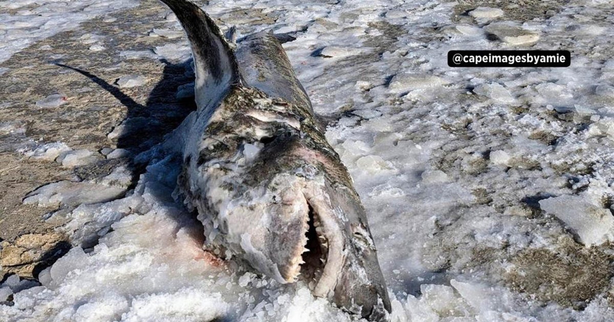 Frozen shark washes up on Cape Cod beach - CBS Boston