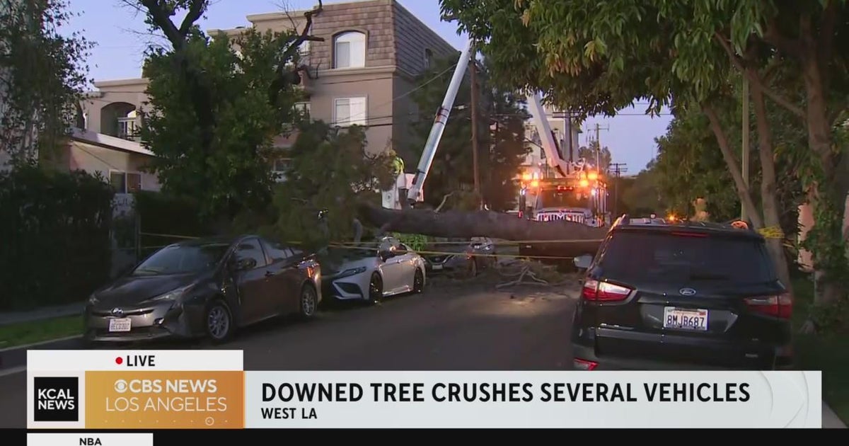Multiple trees down across L.A., crushing cars - CBS Los Angeles