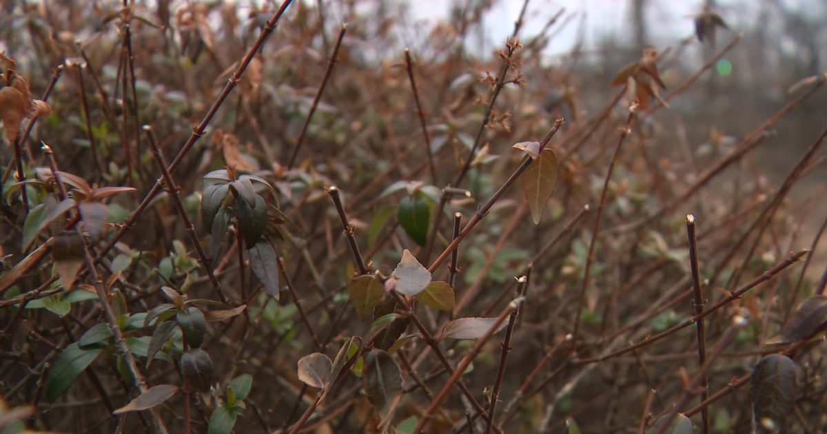 Human remains found in Owings Mills, investigation underway - CBS Baltimore