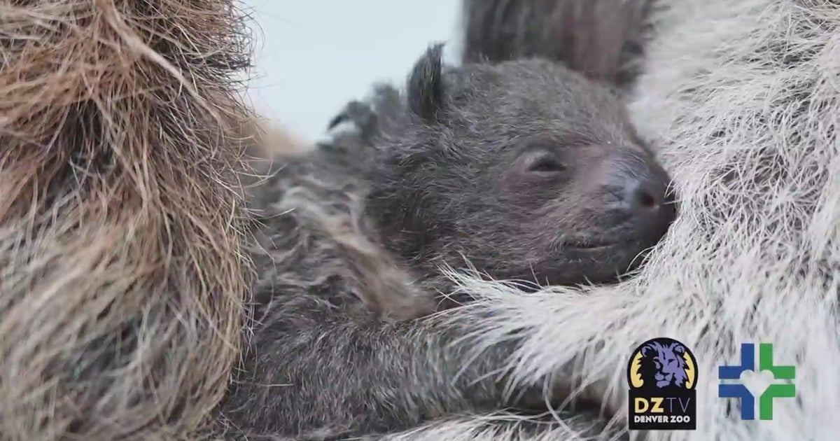 Visit the new baby sloth at the Denver Zoo - CBS Colorado