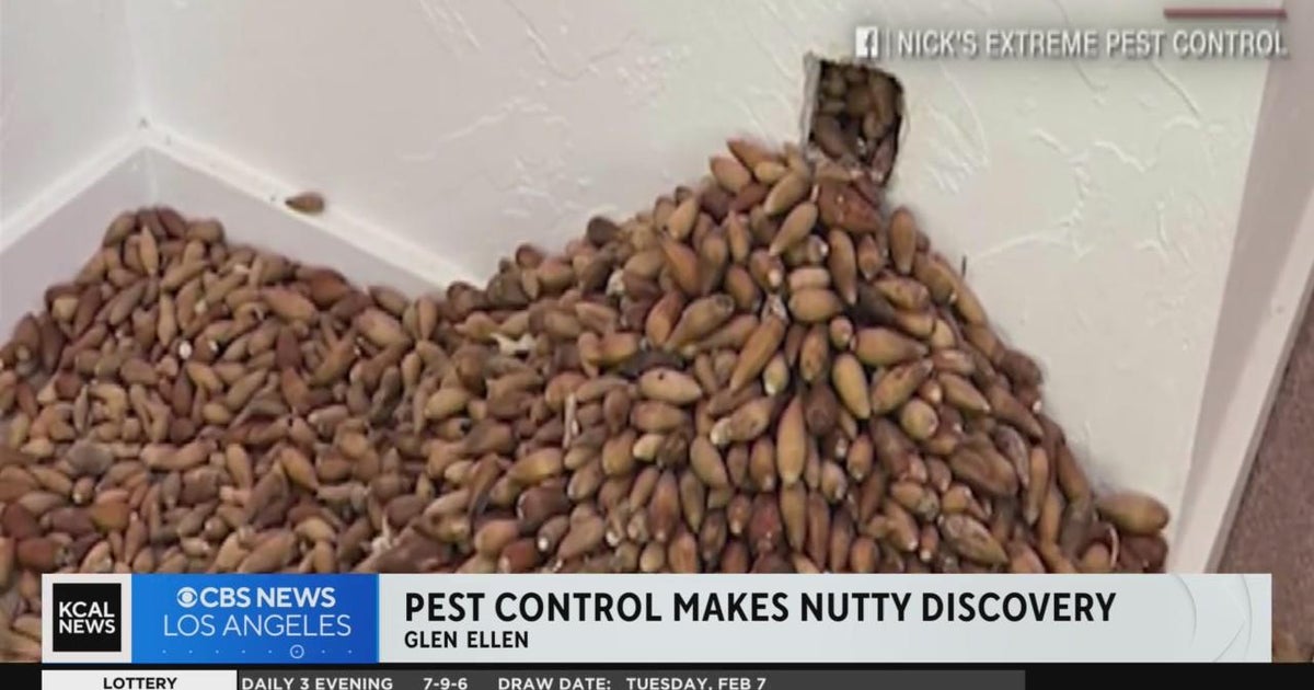 Pest control finds 700lbs of nuts in a NorCal home's wall - CBS Los Angeles