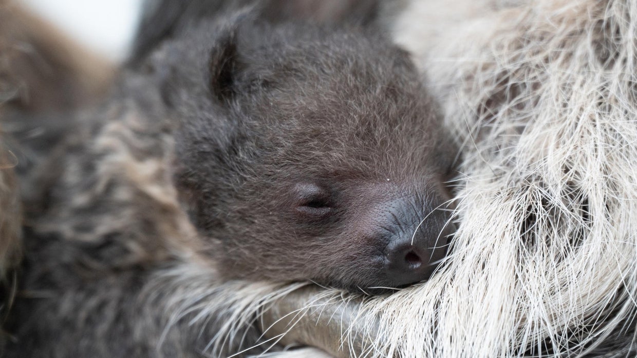 Visit the new baby sloth at the Denver Zoo - CBS Colorado