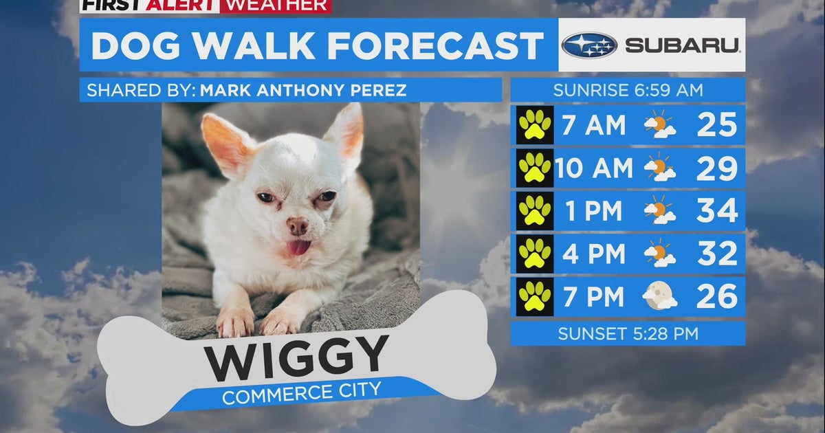 Wiggy joins Dog Walk Forecast - CBS Colorado