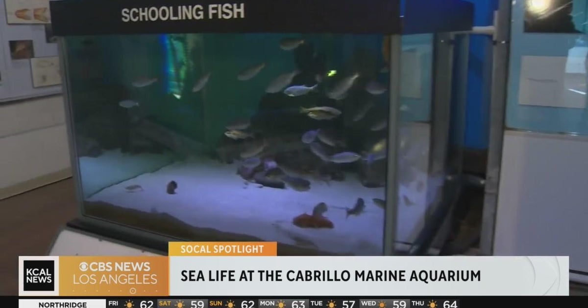 SoCal Spotlight: Sea life at the Cabrillo Marine Aquarium - CBS Los Angeles