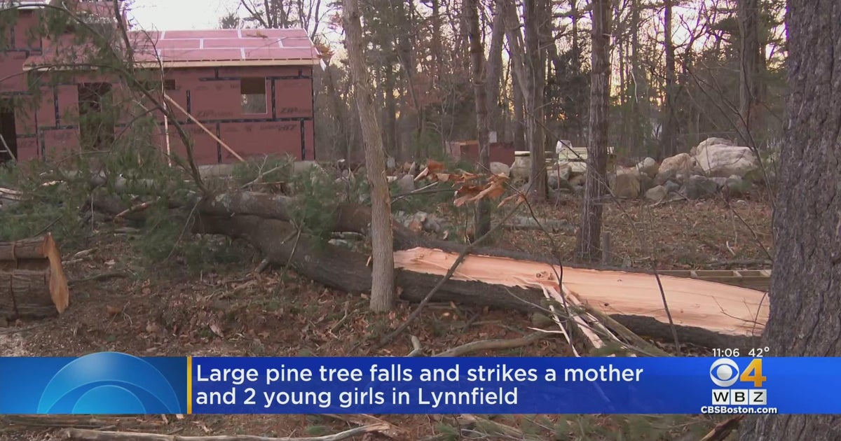 Large pine tree falls and hits mother, 2 girls in Lynnfield - CBS Boston