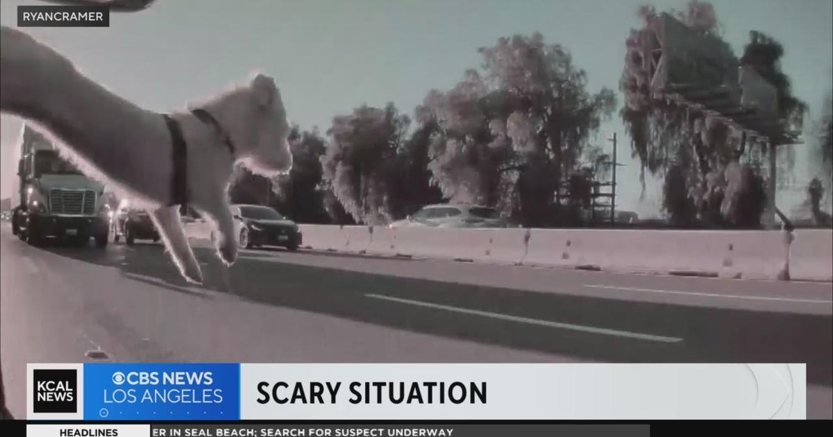 Shocking video shows puppy jumping out of car onto 101 Freeway - CBS ...