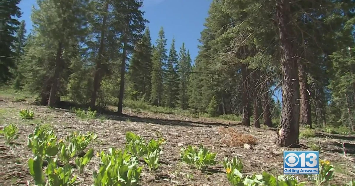 USFS to fight wildfires by clearing dead and diseased trees in ...