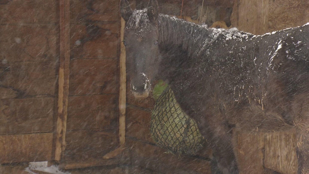 Prohibit Equine Slaughter for Human Consumption bill would criminalize ...