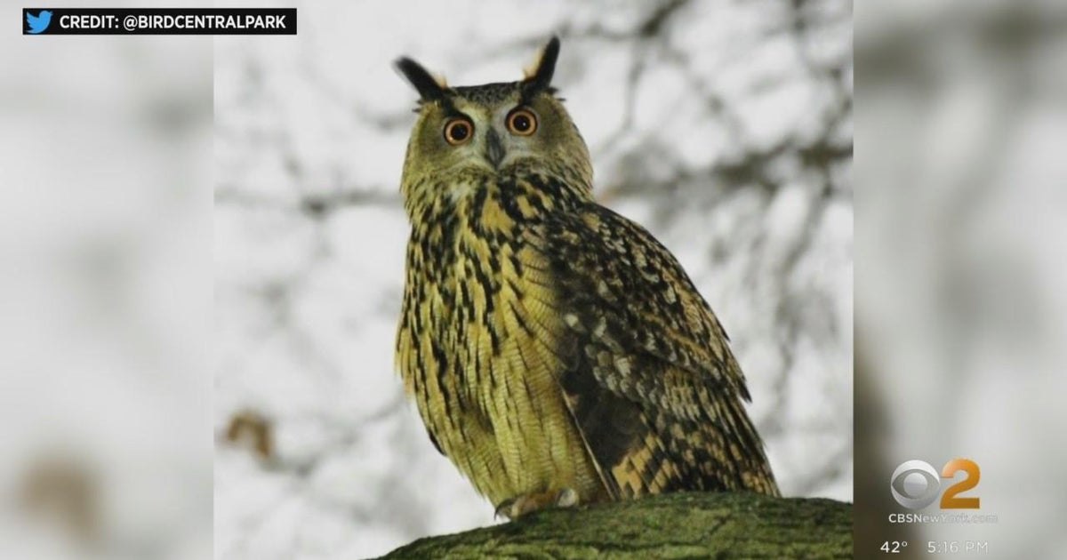 Owl Flaco still on the loose after escaping Central Park Zoo - CBS New York