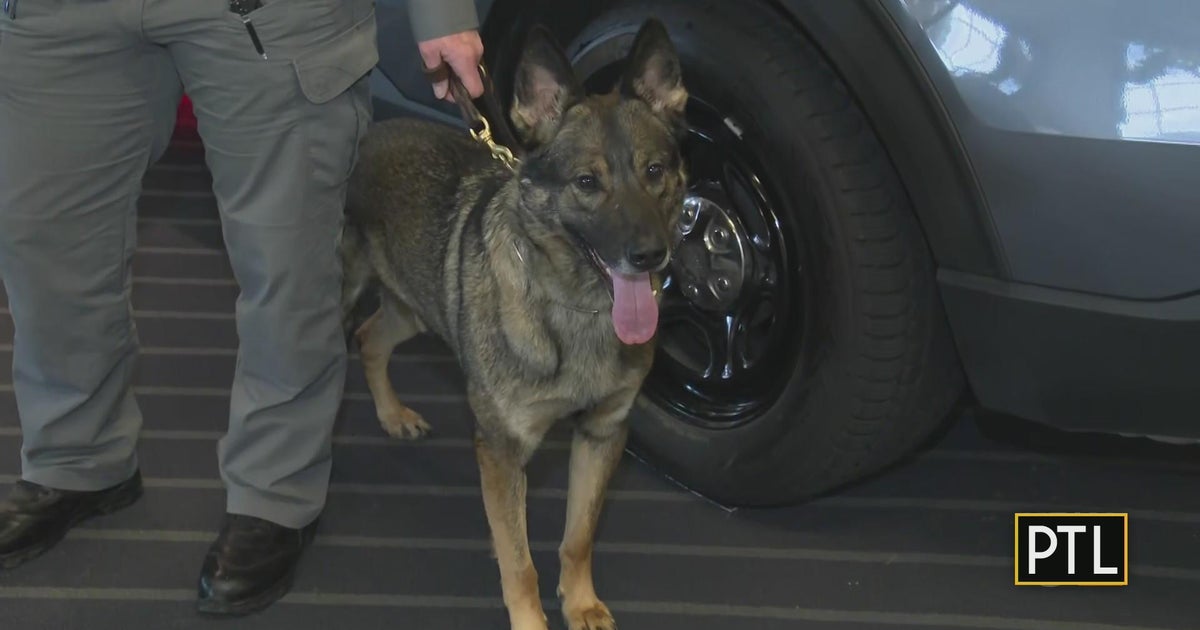 Pa. state police K-9 demonstrates his sniffing skills - CBS Pittsburgh