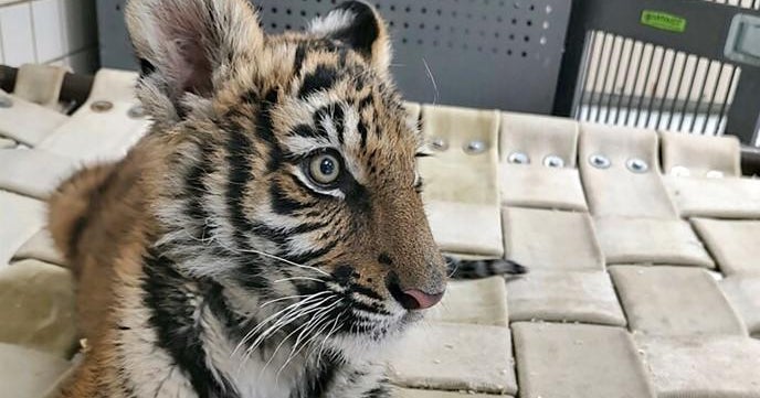 Tiger cub rescued from New Mexico gets new home at Colorado sanctuary ...