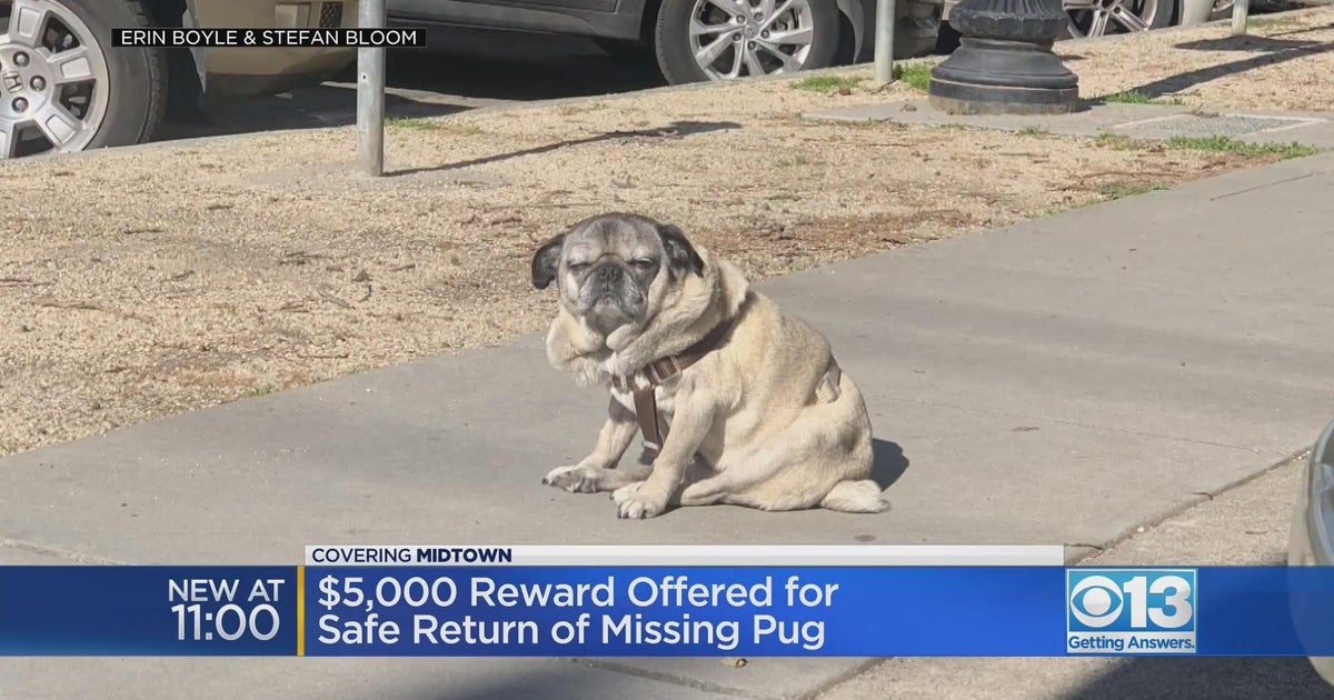 Reward offered for beloved pug gone missing in midtown Sacramento - CBS ...