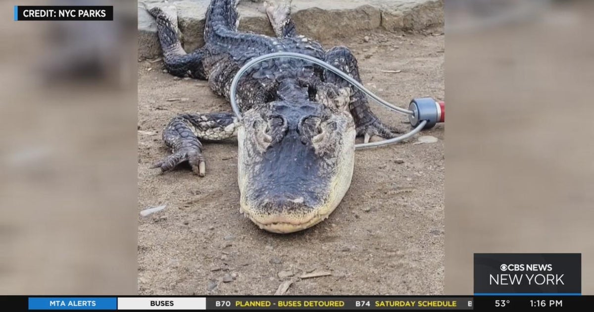 4-foot alligator found in Prospect Park lake - CBS New York