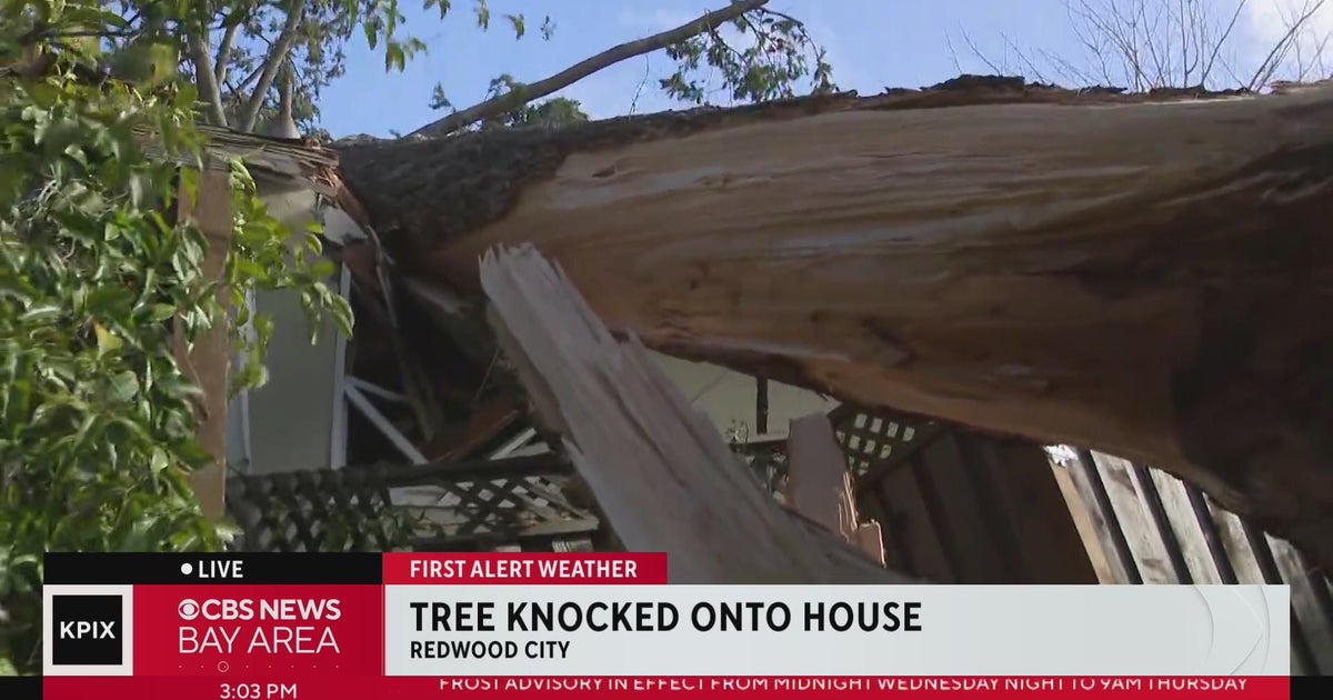 High winds topple tree into Redwood City home - CBS San Francisco