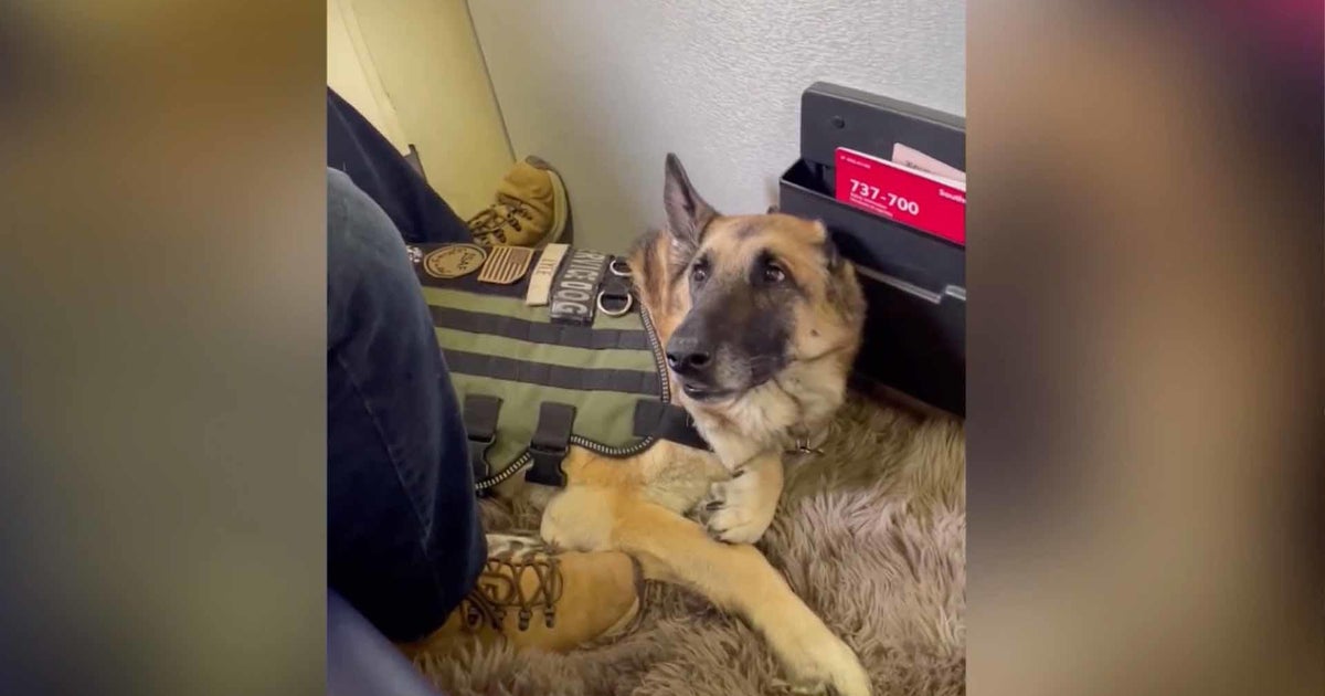 K9 veteran named Kaya receives hero's welcome on flight - CBS News