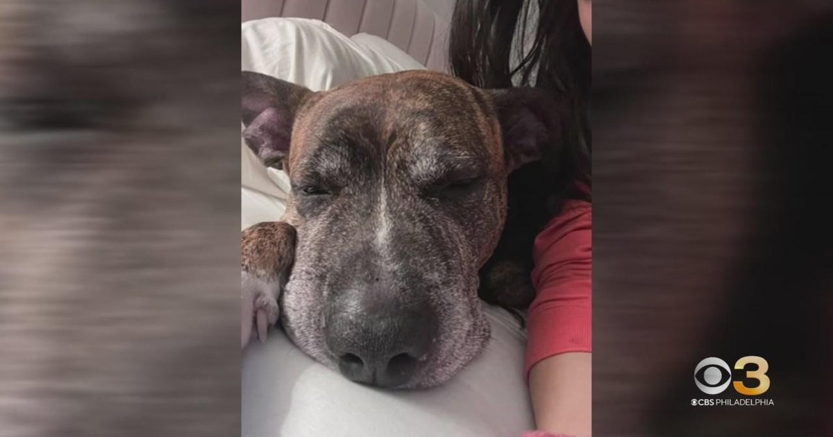 FBI Special Agent fatally shoots dog in Center City: police - CBS ...