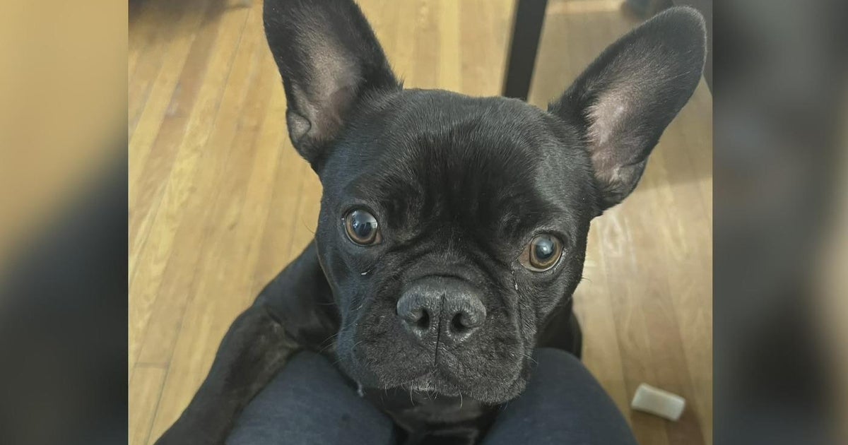 Armed suspects rob Chicago woman's beloved French bulldog - CBS Chicago