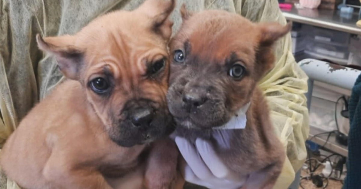 Pennsylvania SPCA uncovers illegal basement puppy operation - CBS ...