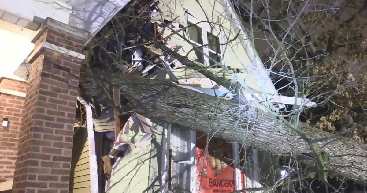 Massive tree falls on two houses in Beverly - CBS Chicago
