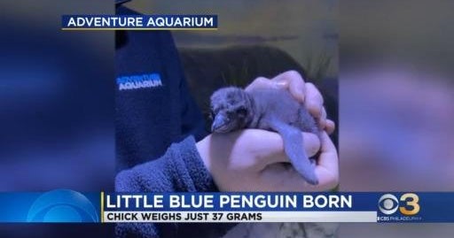 Little blue penguin born at Camden's Adventure Aquarium - CBS Philadelphia