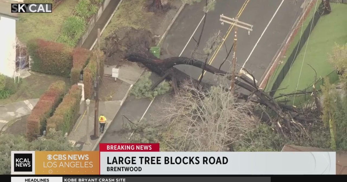Downed trees cause problems in Brentwood, Boyle Heights - CBS Los Angeles Downed trees cause problems in Brentwood, Boyle Heights - CBS Los Angeles