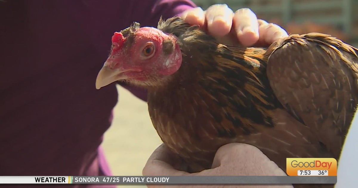 Avian Flu Education - Good Day Sacramento