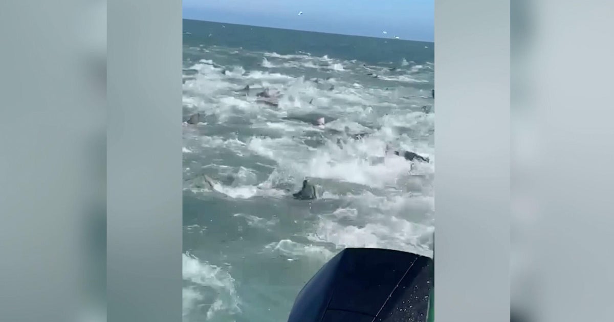 Fisherman captures shocking shark feeding frenzy off Louisiana coast ...