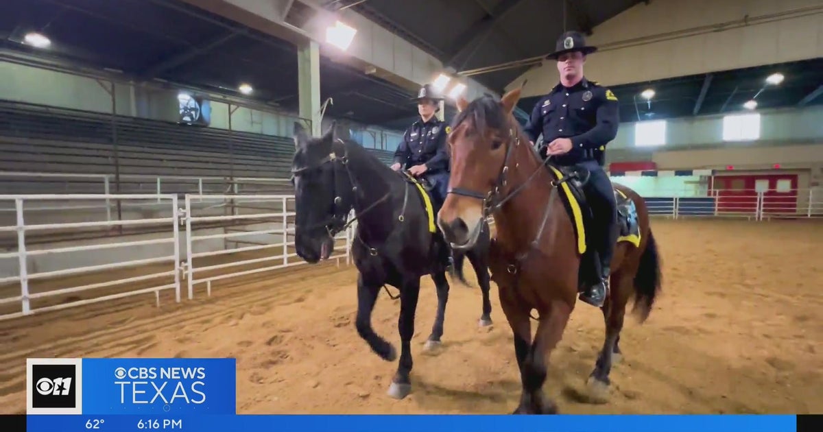 4 horses join Dallas police, one man's gift in memory of his wife - CBS ...