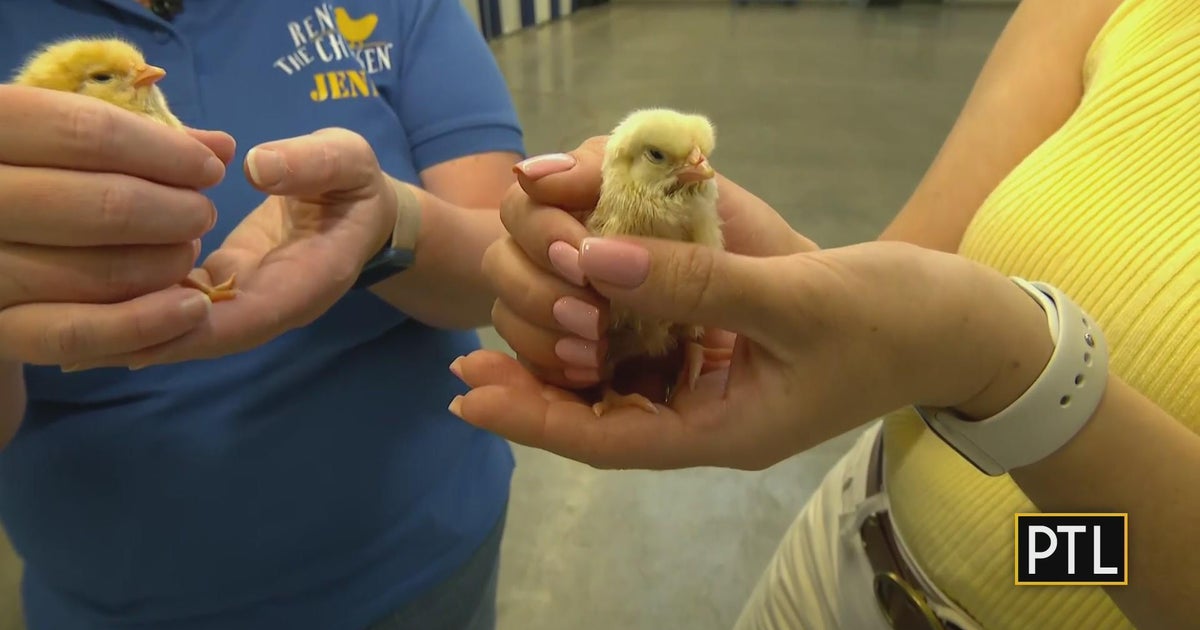 Hatching chicks with Rent The Chicken - CBS Pittsburgh