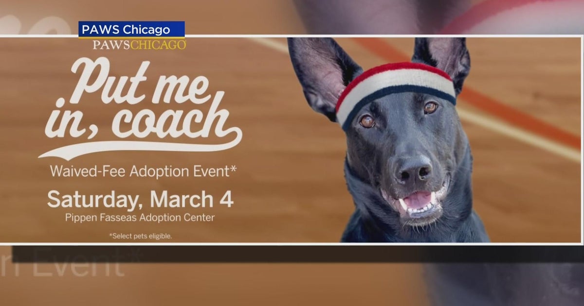 PAWS waiving adoption fees for older dogs Saturday - CBS Chicago