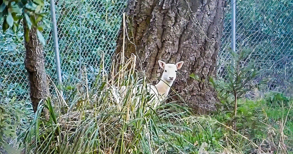 Shy doe Penelope is last of Mount Madonna County Park white deer - CBS ...