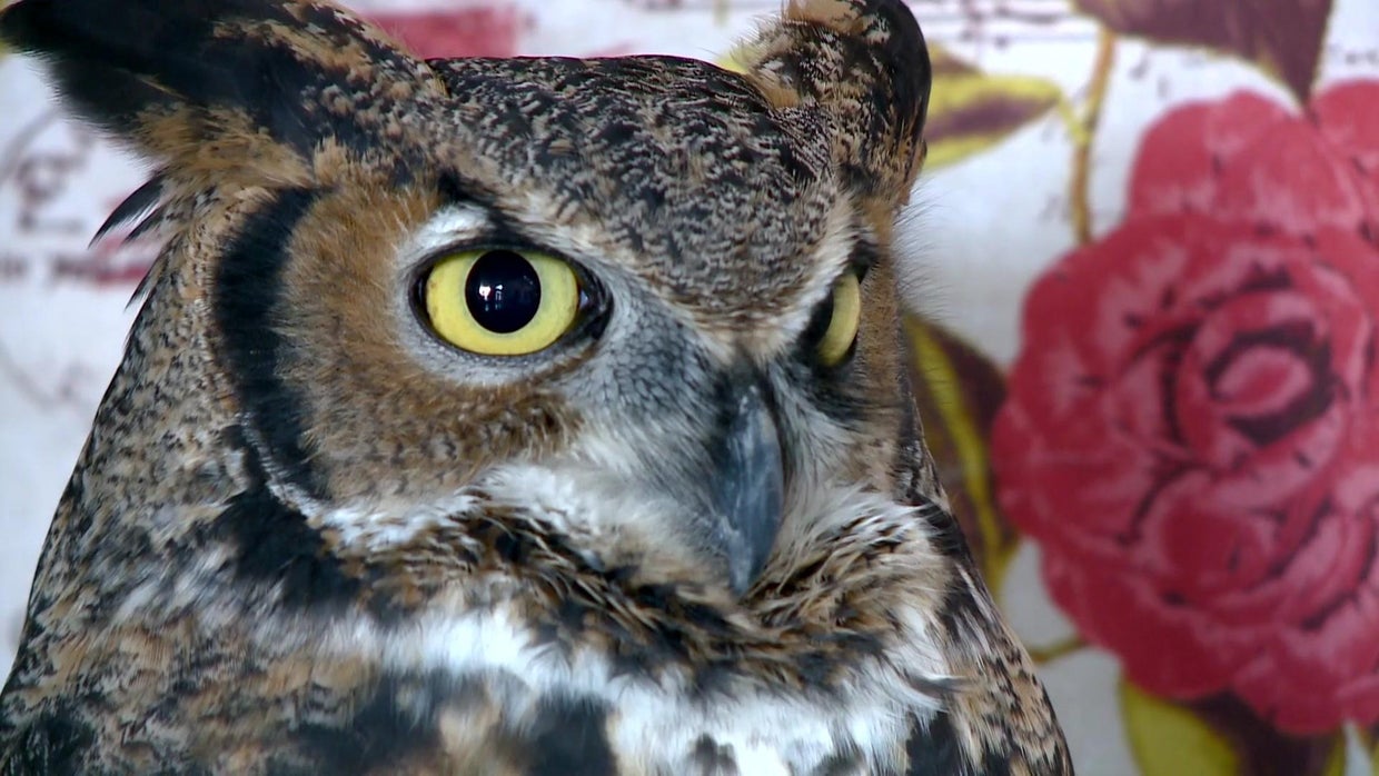 International Festival of Owls draws thousands to small Minnesota town ...