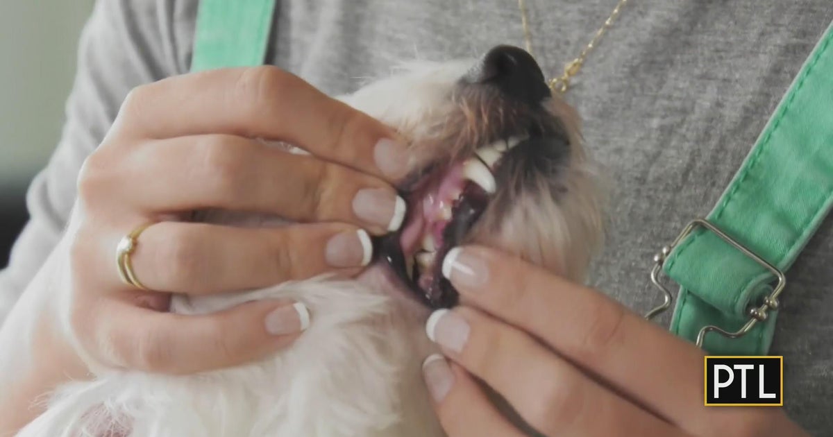 Ask Dr. Mike: Wet food or dry food? - CBS Pittsburgh