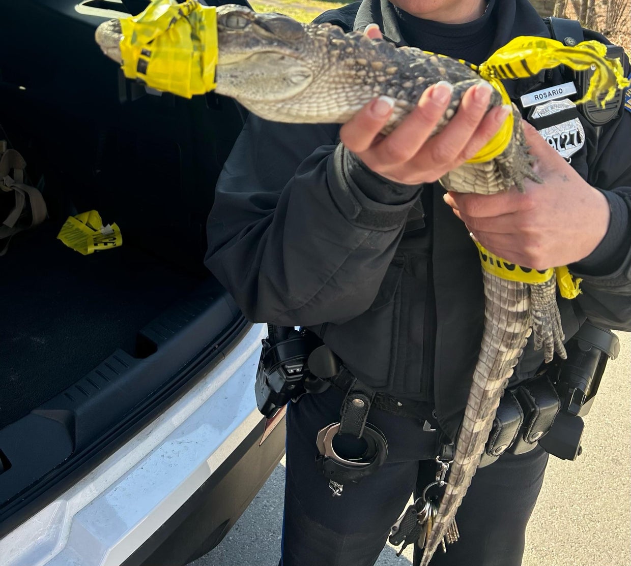 Release of exotic animals has become problem in city: ACCT Philly - CBS ...