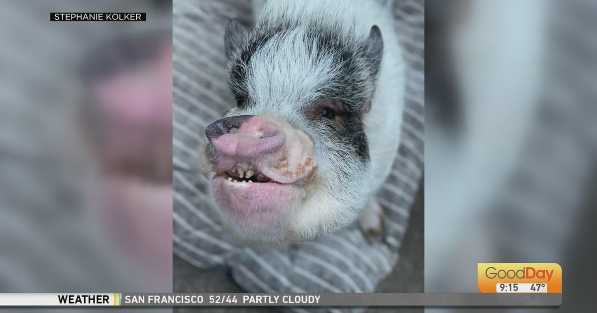 Tater The Pig - Good Day Sacramento