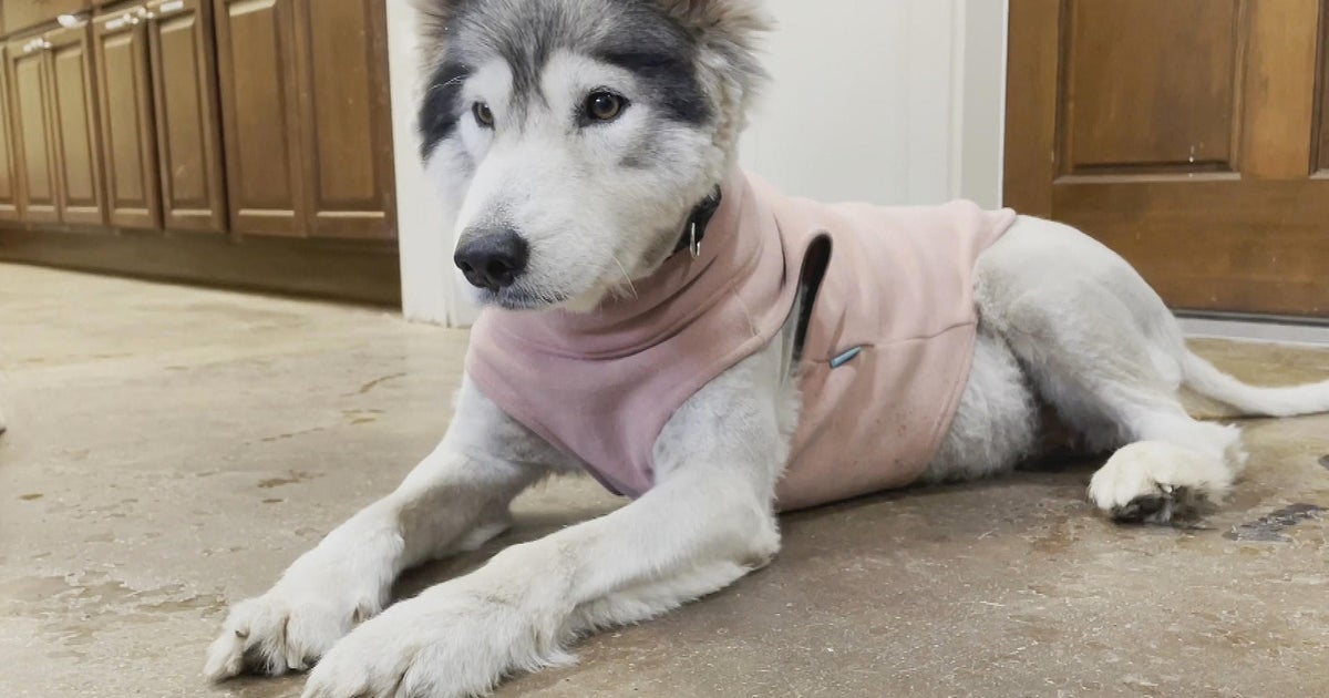 Abused dogs get second chance at Shultz's Guest House in Dedham - CBS ...