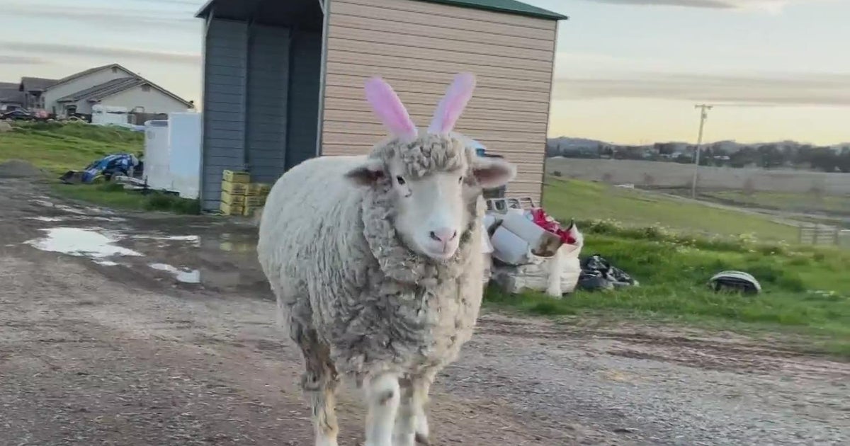 Vacaville sheep named finalist in annual Cadbury Bunny Contest - CBS ...