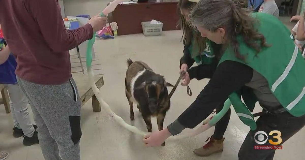 Philly Goat Project visits high school students - CBS Philadelphia