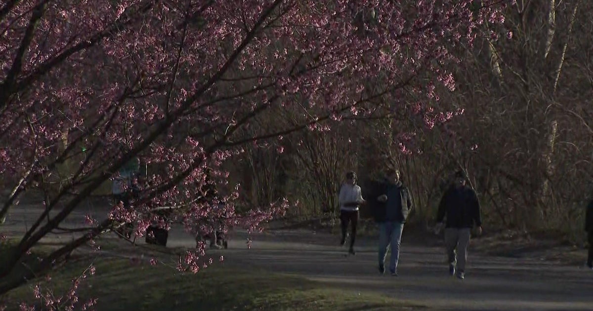 Cherry blossoms blooming in Central Park - CBS New York