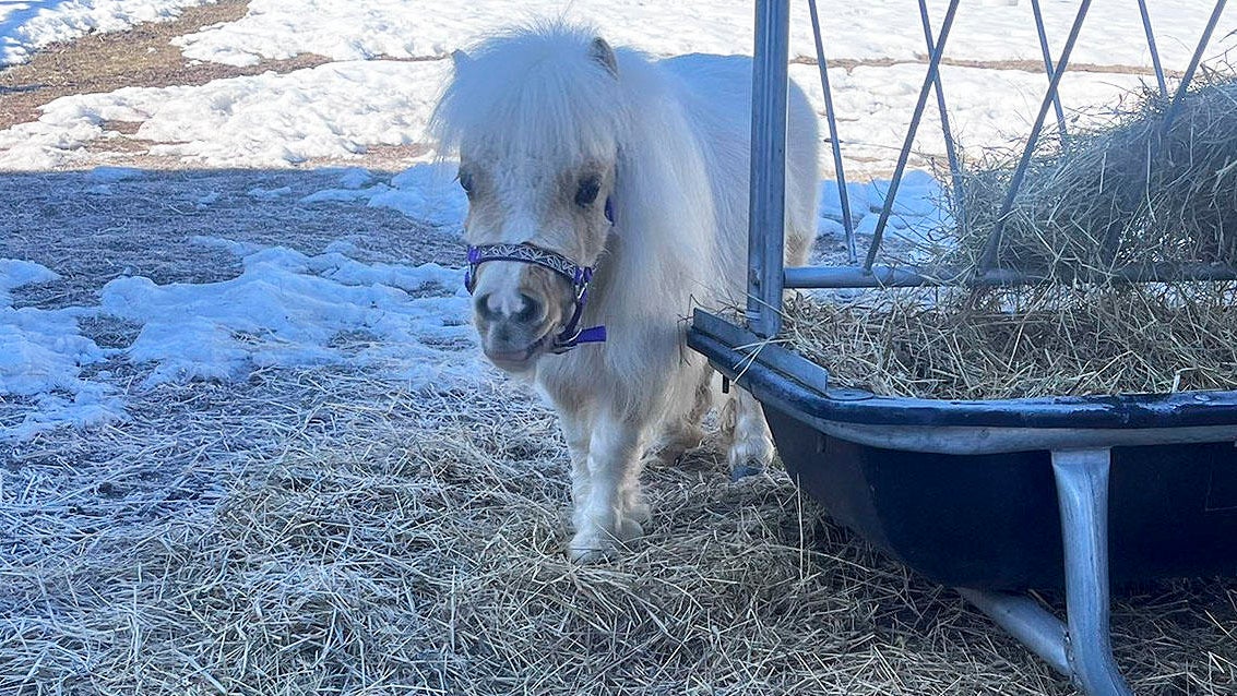 Andover miniature therapy horse Stewie Vuitton a finalist in Cadbury ...