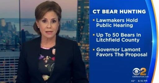 Connecticut lawmakers considering legalizing bear hunting - CBS New York