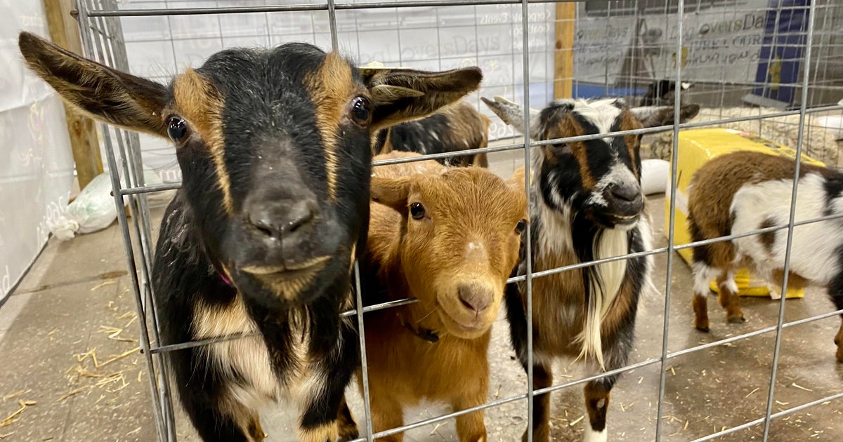 Countless animals to visit at Greater Philadelphia Pet Expo - CBS ...