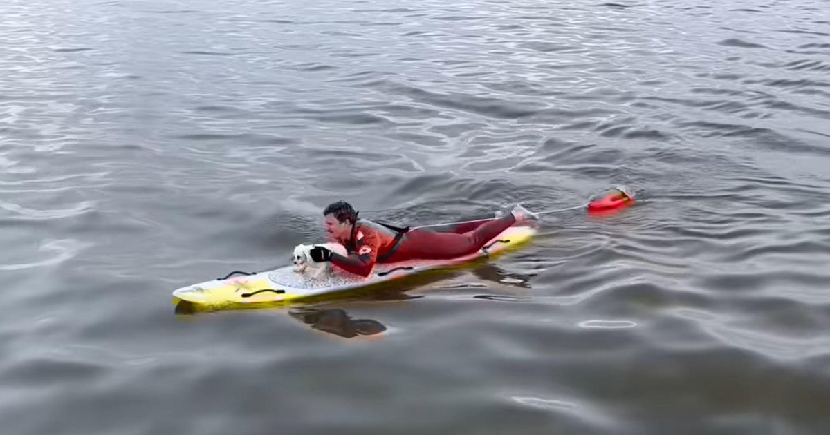 Lifeguards rescue small dog that swam out to sea in Long Beach - CBS ...