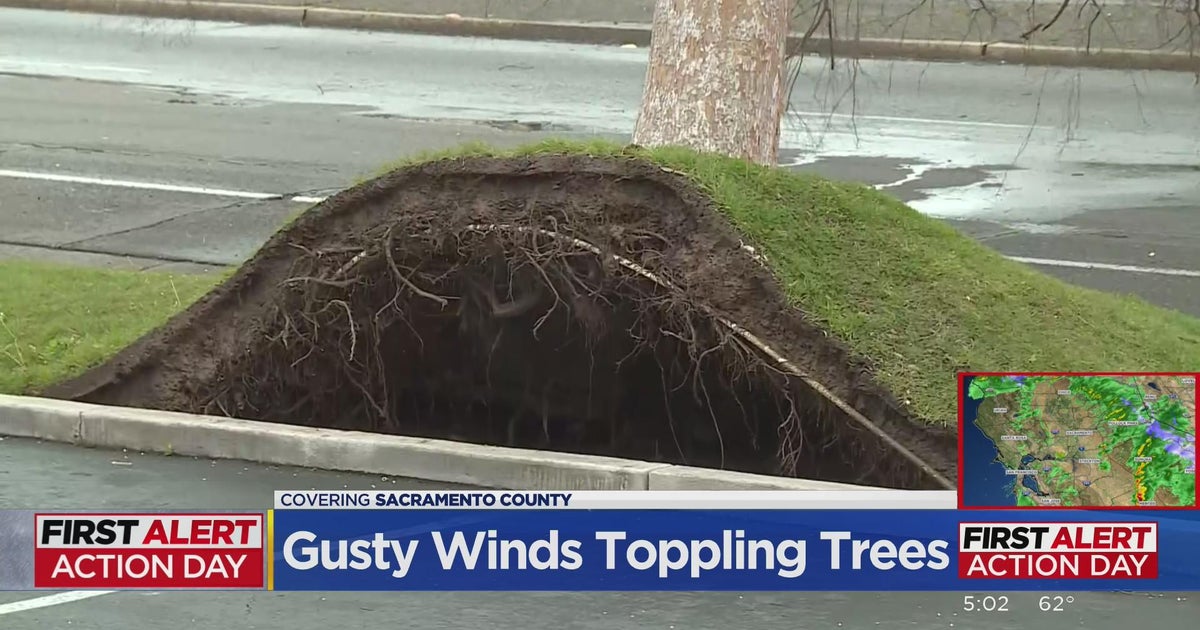 Gusty winds top trees around Sacramento County - CBS Sacramento
