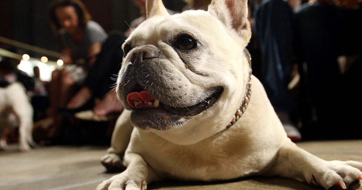 French bulldog is America's new top dog breed - CBS Boston